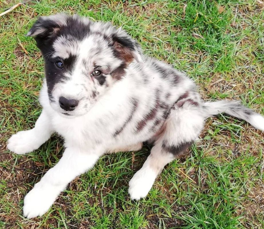 Chiots border collie - CHEZ FLO